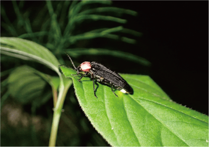 Creating Value for the Earth | Shiga Plant | Japan | Global Locations ...